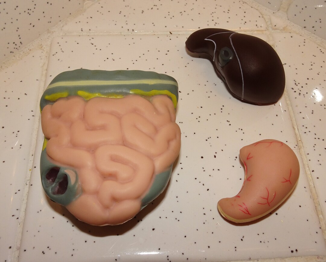 Vintage Plastic Human Organ Miniatures - Etsy
