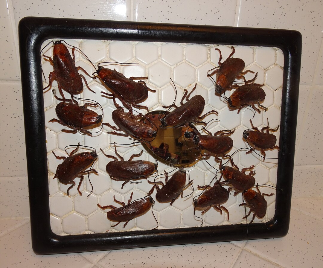 Roach on Bathroom Tile Looking at Mirror Framed Wall Art - Etsy