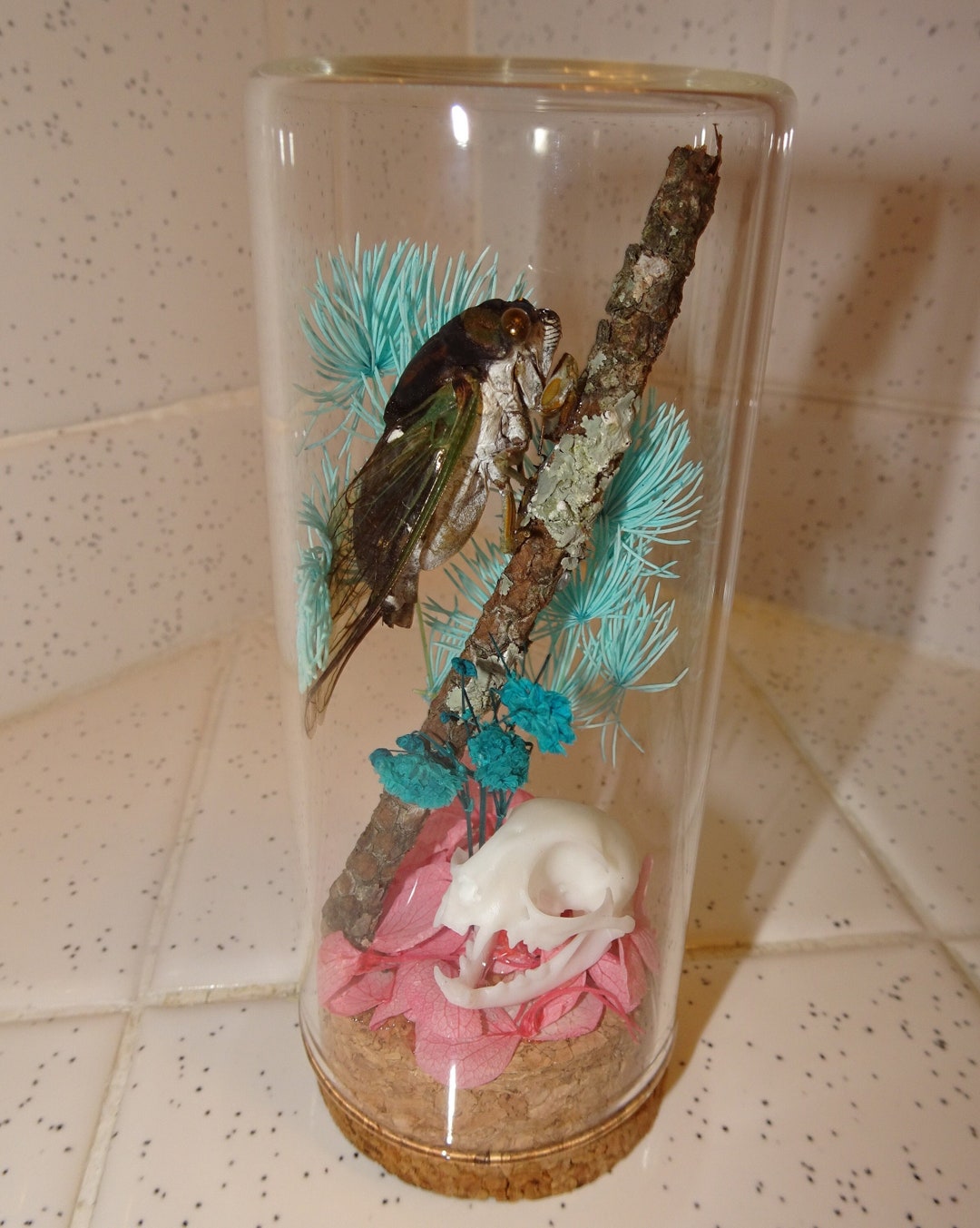 Cicada & Faux Cat Skull Terrarium Specimens - Etsy