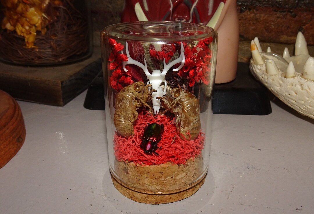 Two Cicada Skins Admiring Deer Skull Terrarium Specimen Moss Dried ...