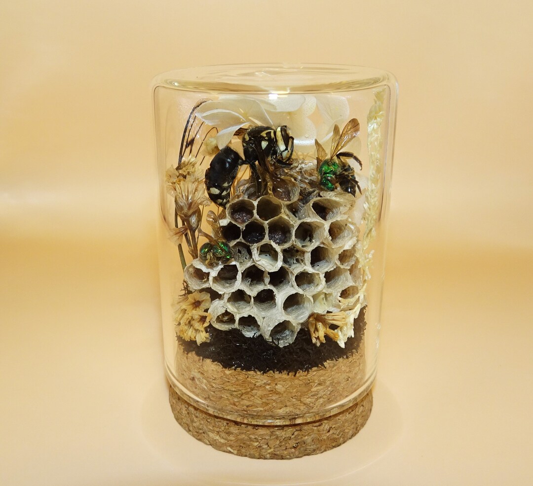 Bald Faced Hornet Paper Wasp Nest Cicada Wing Oddity Dome Goth ...