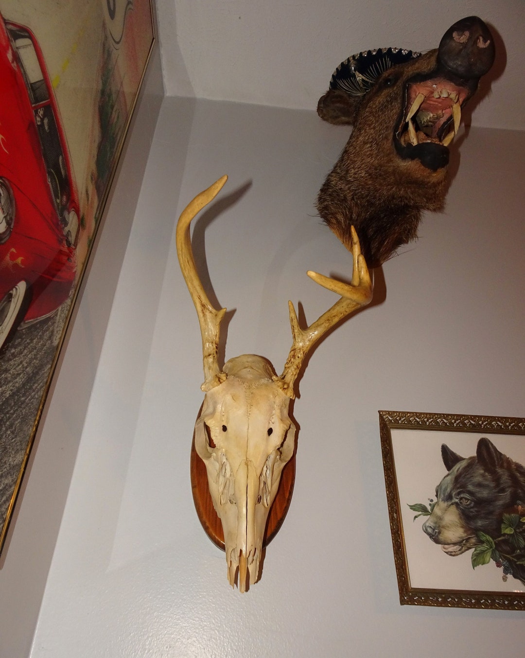 Vintage Real Deer Skull Mounted on Wood Seven Point Buck - Etsy
