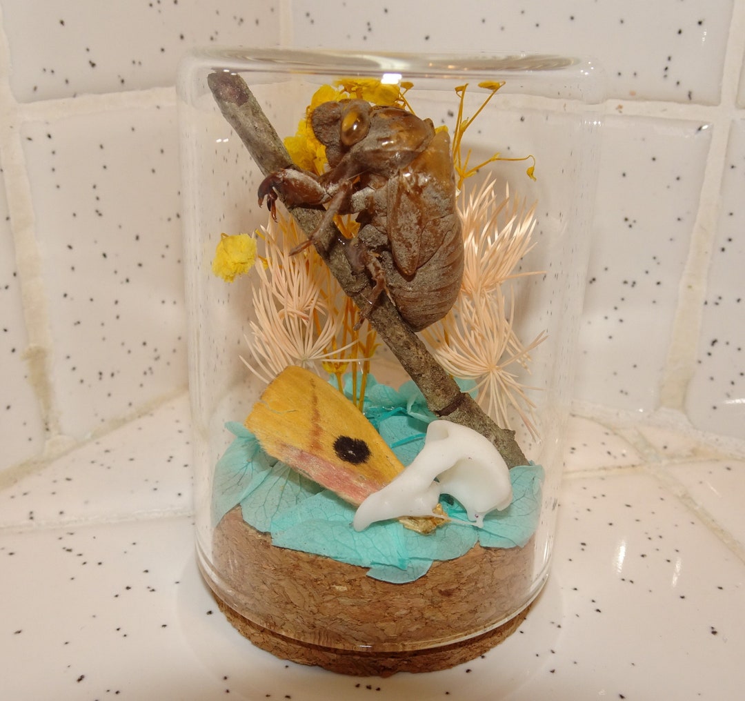 Cicada Skin in Glass Jar, Faux Owl Skull Moth Wing Flowers - Etsy
