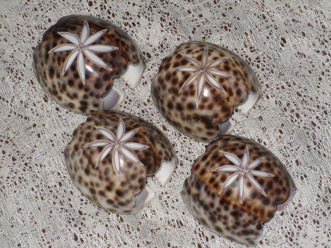 Tiger Shell Cowrie Napkin Rings Holders Set 4 Beach Nautical Seashell ...