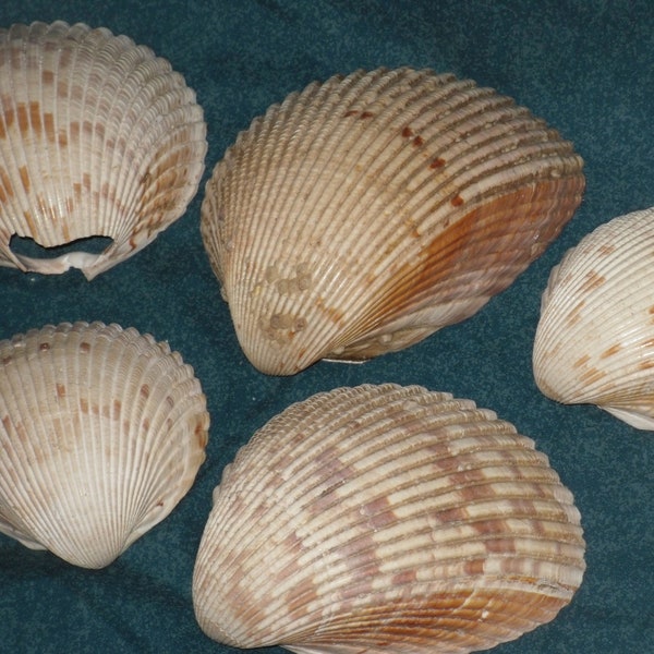 Atlantic Seashells - Etsy