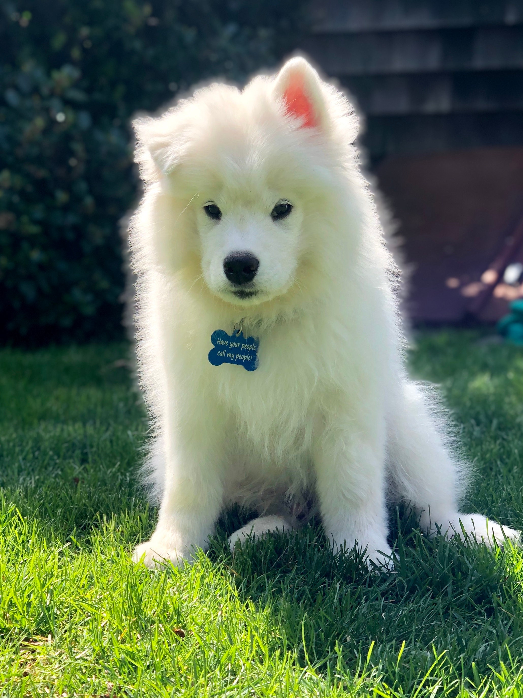 Personalized Dog Tag Dog Bone Tag Identification Tag Pet | Etsy