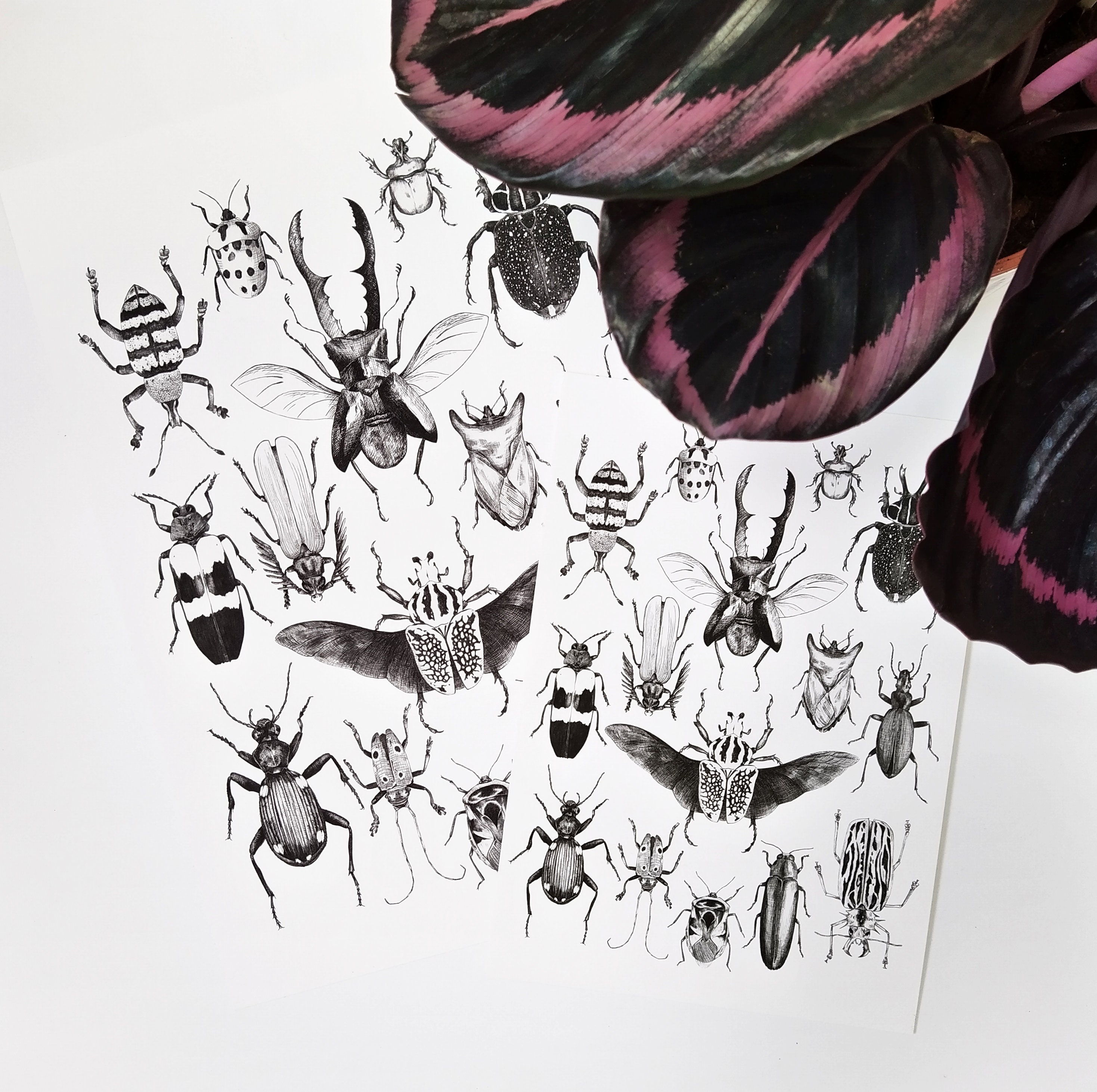 Beetle Art Print Hand Drawn Insect Bug Print Gothic Black - Etsy UK