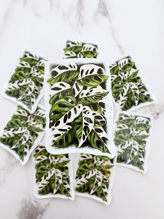 Monstera Adansonii Variegated Vinyl Sticker Rare Plant Vinyl - Etsy