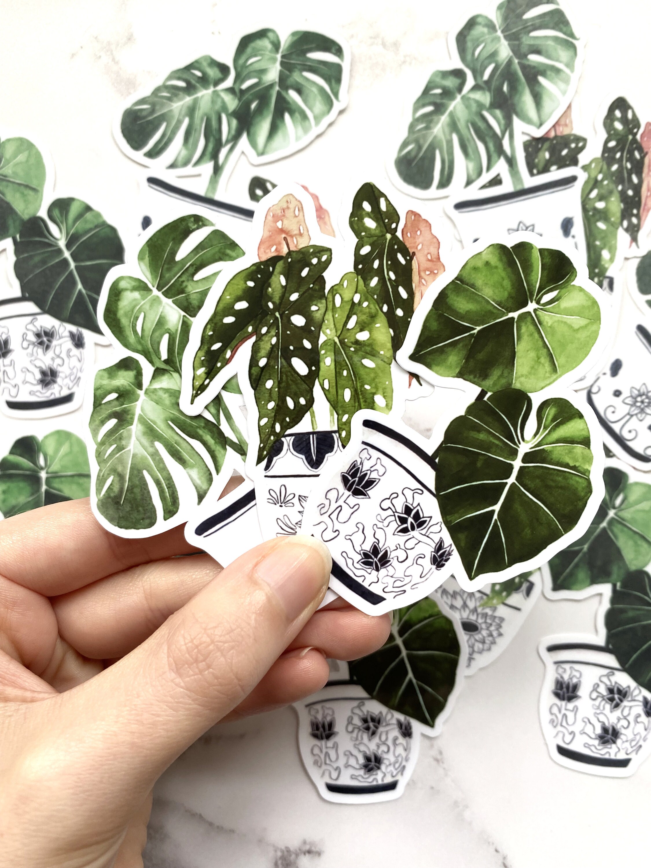 Houseplant Sticker Pack | Monstera, Philodendron, Begonia Plants | Set ...
