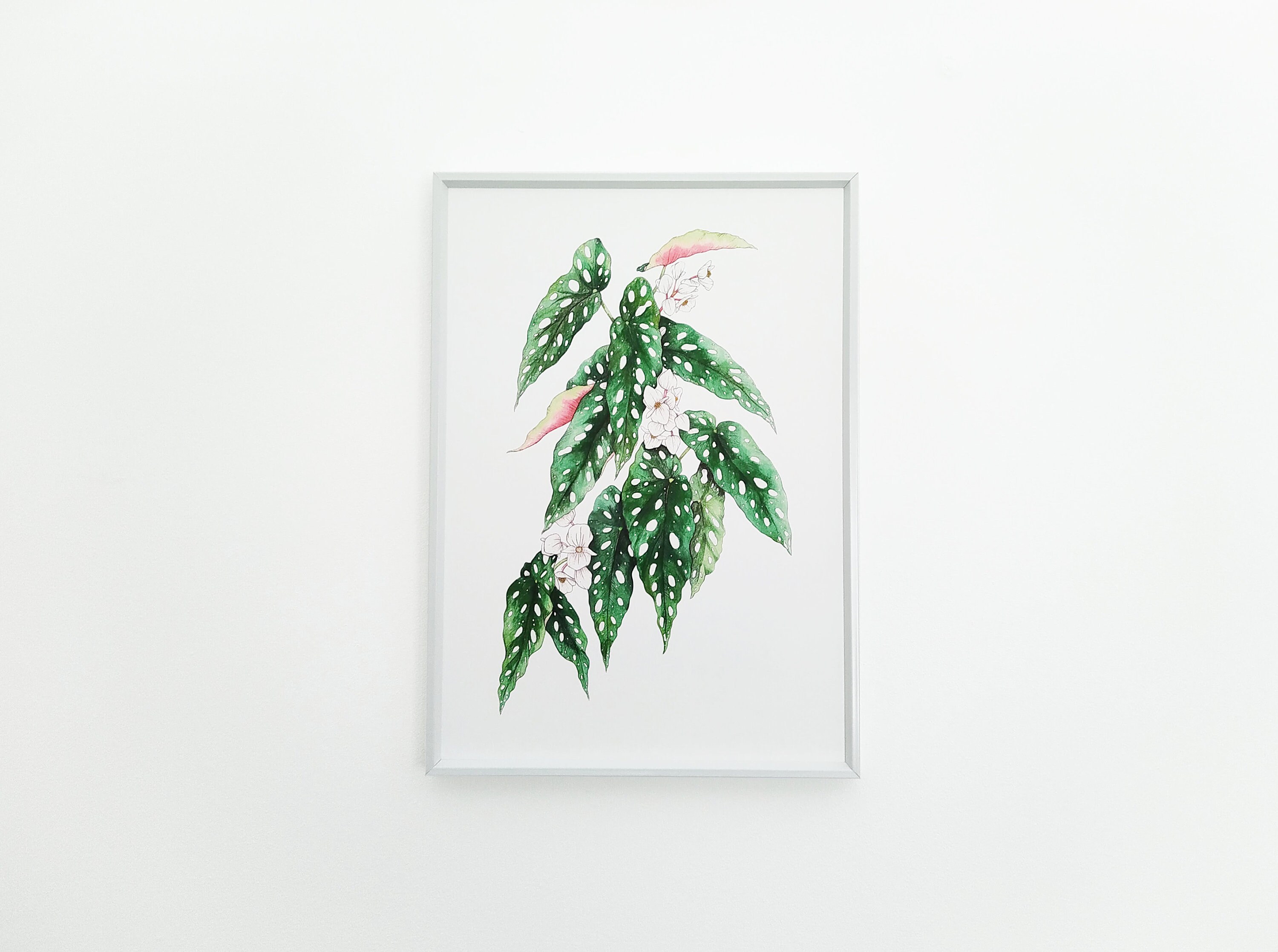 Begonia Maculata Print Botanical Watercolour Painting A5 | Etsy