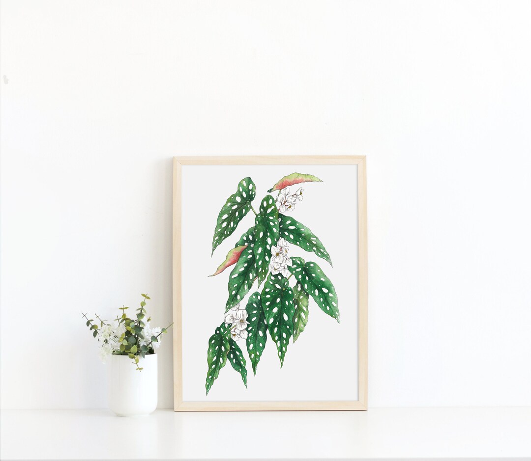 Begonia Maculata Print Botanical Watercolour Painting A5 A4 A3 Home ...