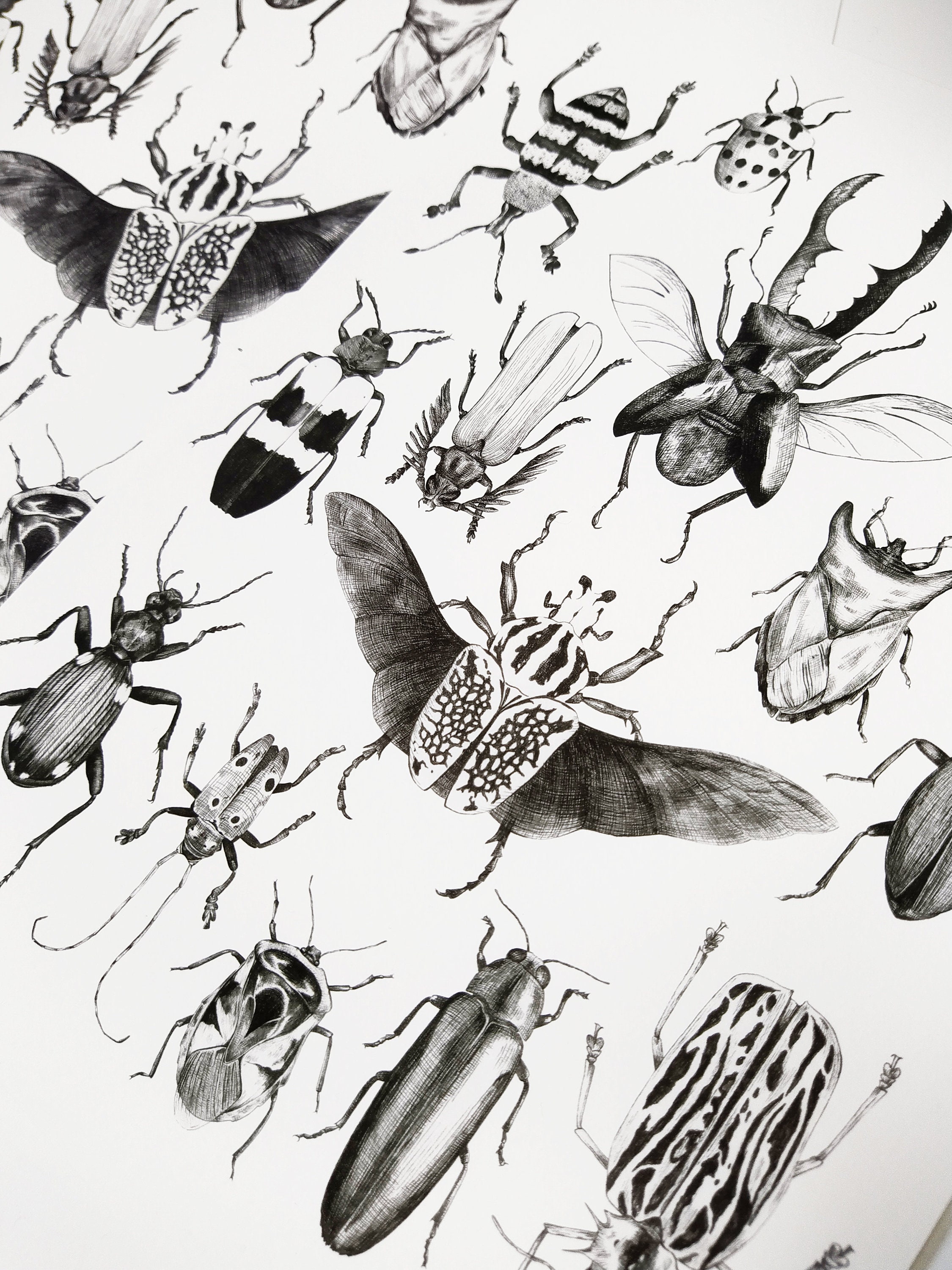 Beetle Art Print Hand Drawn Insect Bug Print Gothic Black | Etsy