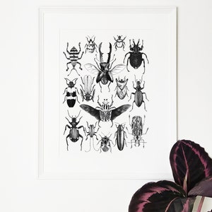 Beetle Art Print | Hand Drawn Insect Bug Print | Gothic Black and White ...