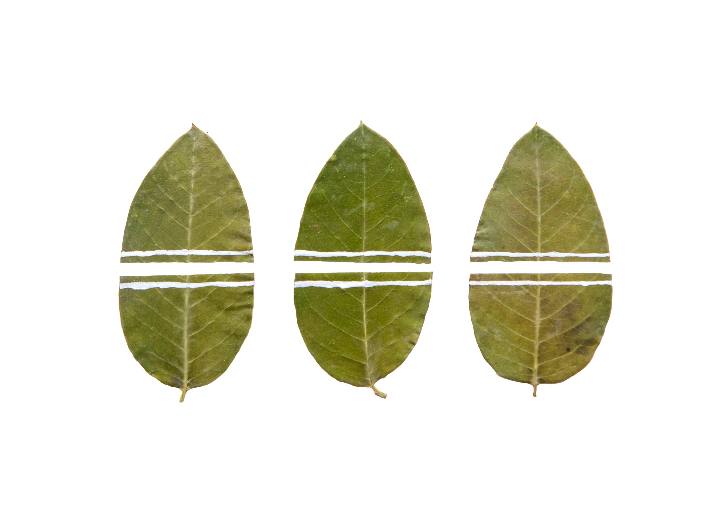 3 Leaves INSTANT DOWNLOAD Pressed Leaf Botanical Print - Etsy