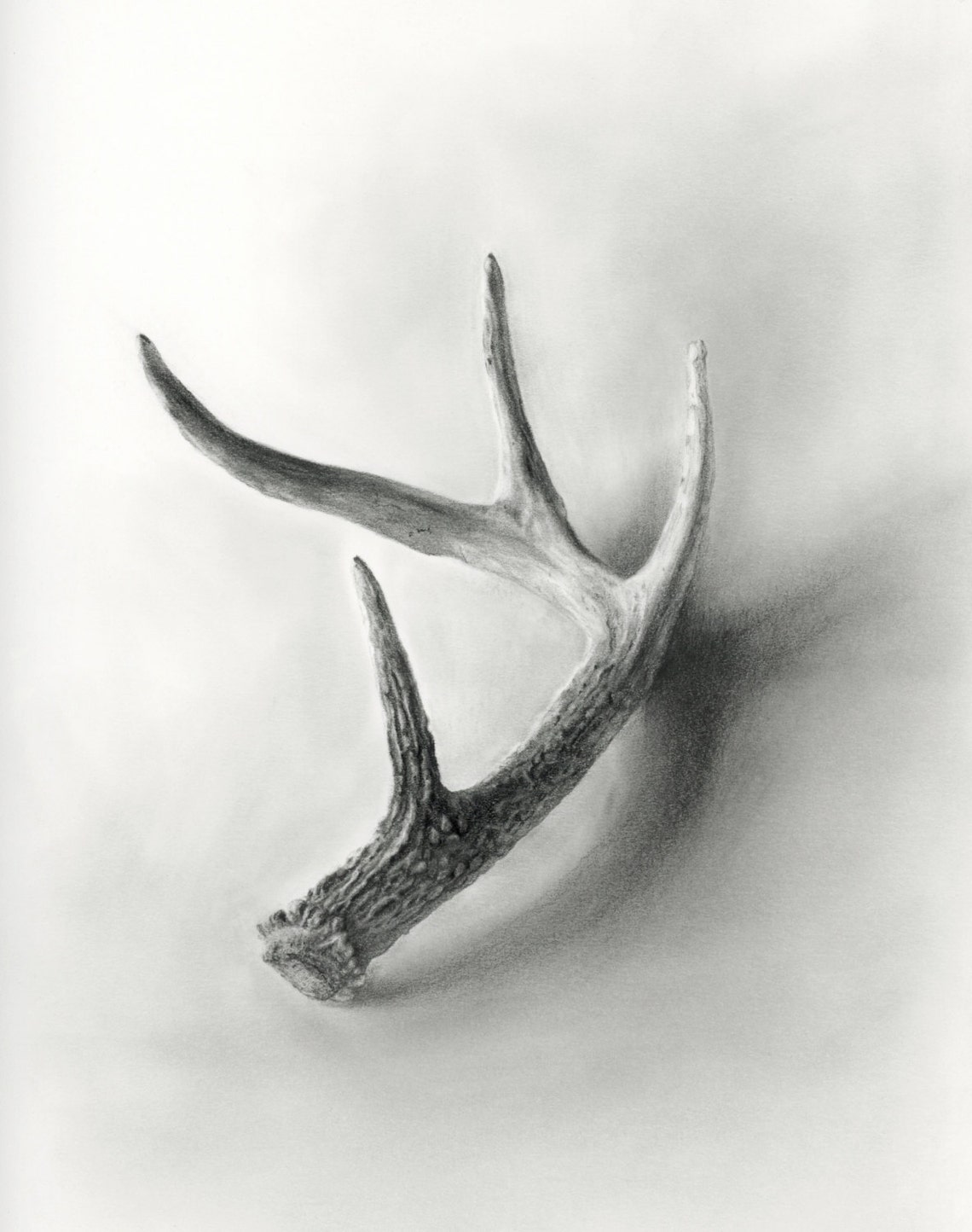 Deer Antler Graphite Drawing Giclee Print - Etsy