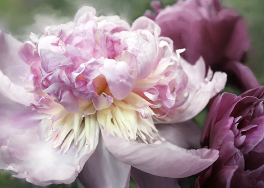 Peony Photograph, Peony Print 8x10 Photo, Archival Fine Art Photo ...