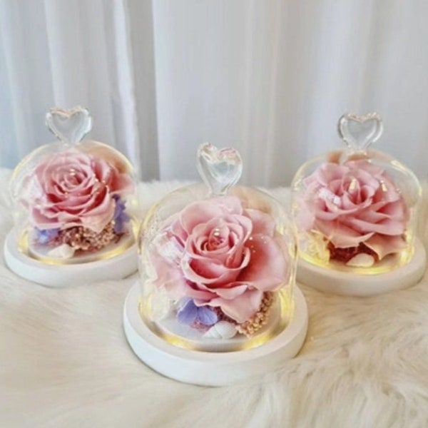 Rose in Glass Dome - Etsy