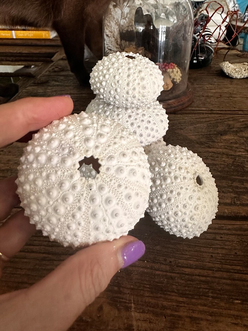 Collection of Sea Urchins Shells - Etsy