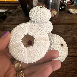 Collection of Sea Urchins Shells - Etsy