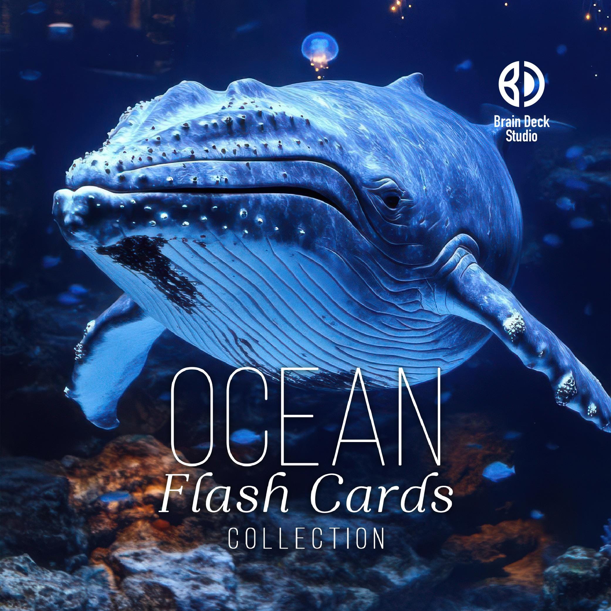 200 Ocean Animal Flash Cards | Printable & Goodnotes | Marine Life ...