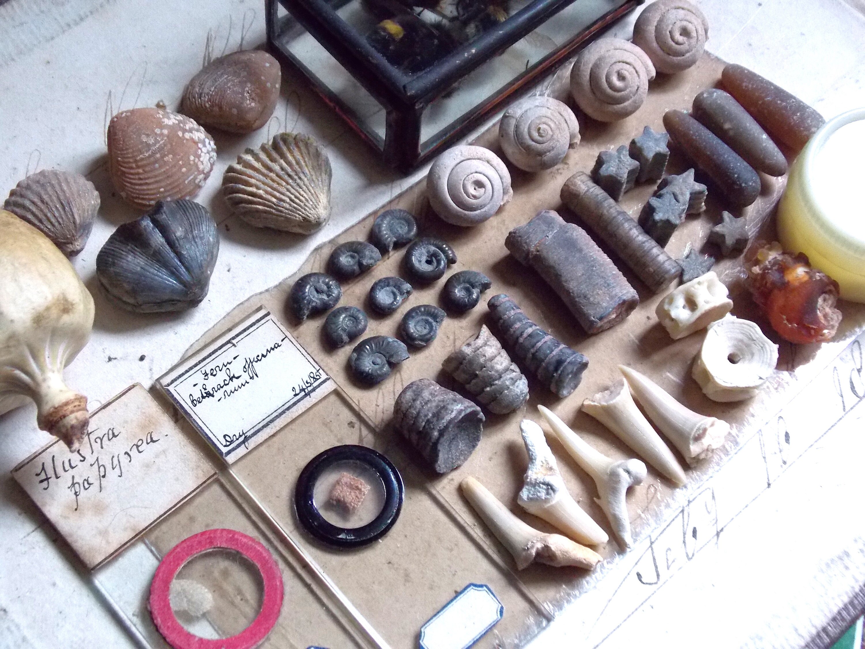 Instant Collection, Fossils, Vintage Microscope Slides, Glass Box ...