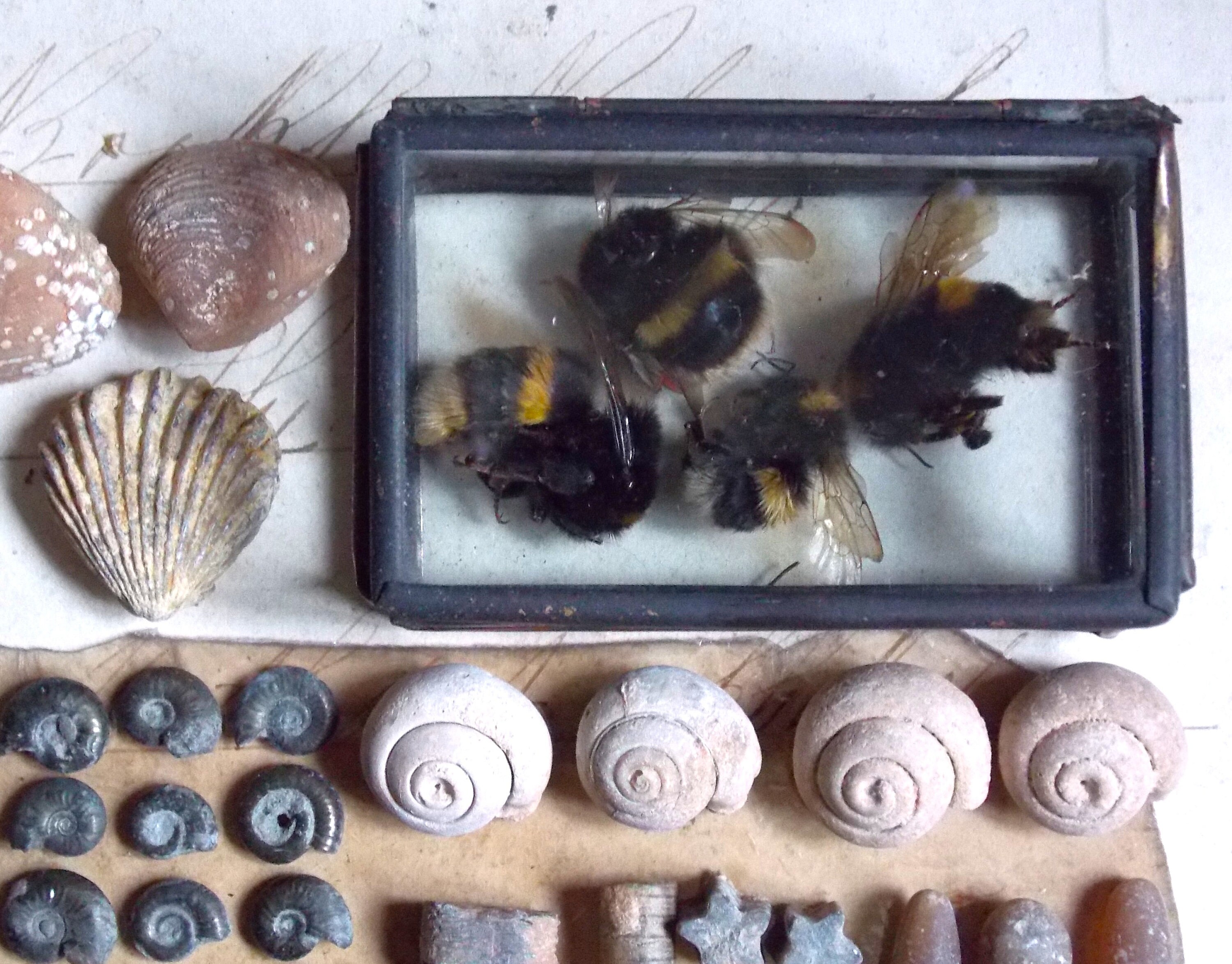 Instant Collection, Fossils, Vintage Microscope Slides, Glass Box ...