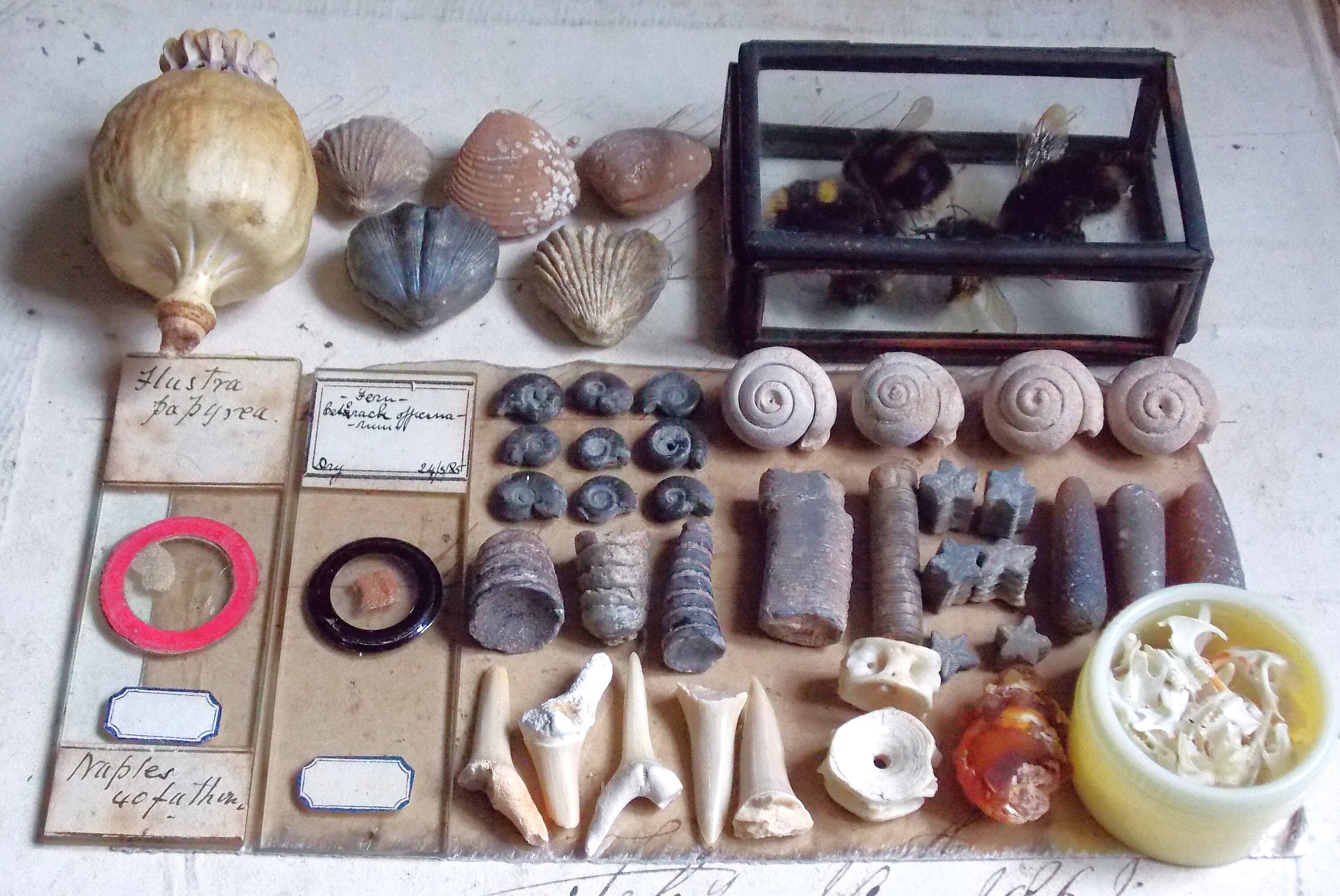 Instant Collection, Fossils, Vintage Microscope Slides, Glass Box ...