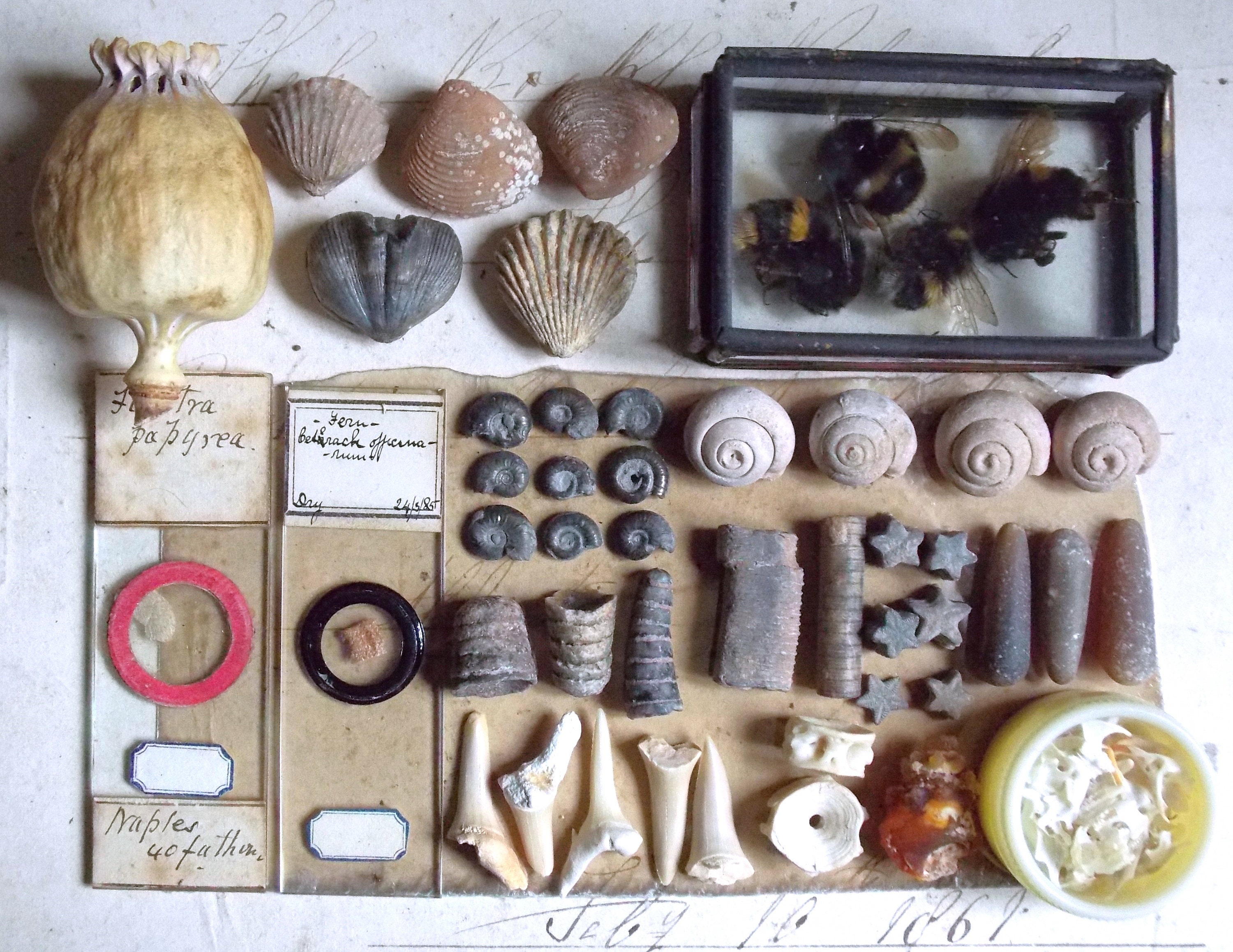 Instant Collection, Fossils, Vintage Microscope Slides, Glass Box ...