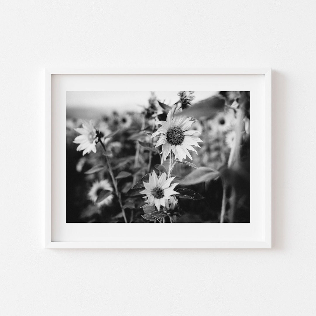 Digital Download, Black and White Sunflower Photo, Floral Art ...