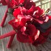Crimson Red Phalo Orchid and Hydrangea Hand Tied Bridal Bouquets for ...