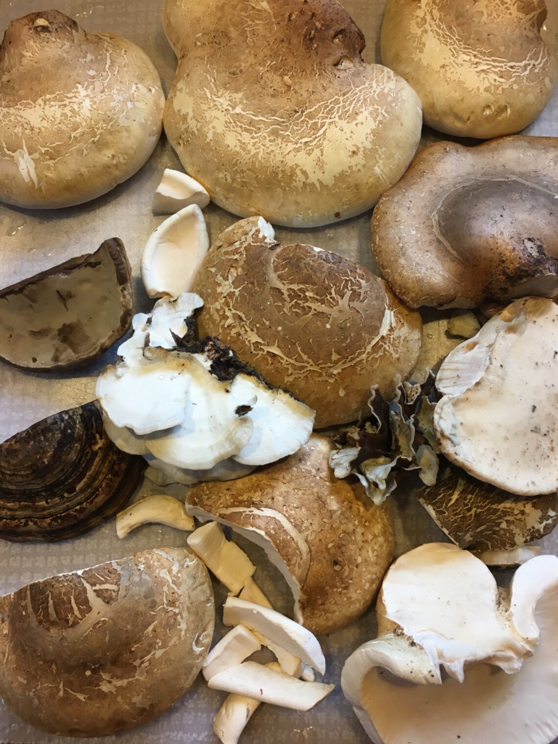 Dried Mushroom Tea, Wood Mushroom, Dried Mushroom Wild Harvested ...