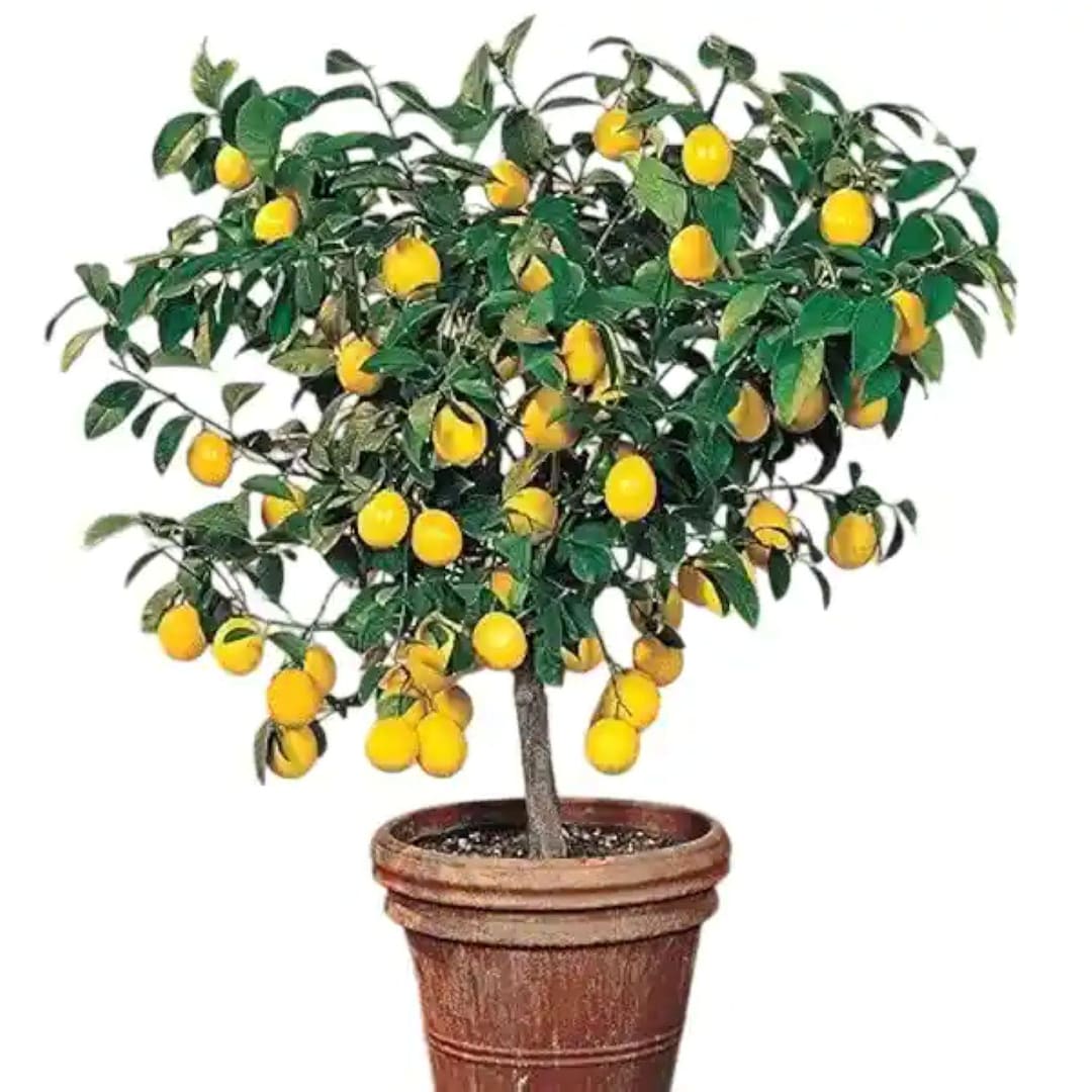 Lemon Starter Plant Live Citrus Fruit Tree Young Lemon Sapling in ...