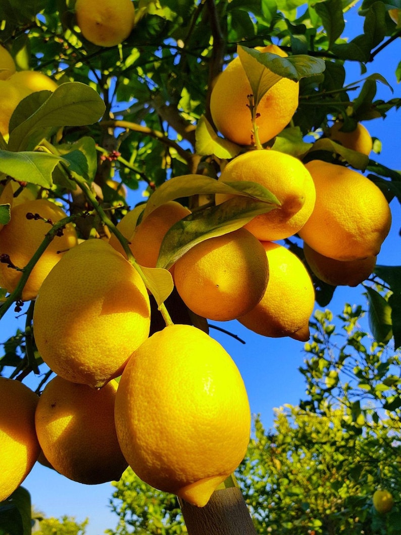 Lemon Starter Plant Live Citrus Fruit Tree Young Lemon Sapling in ...