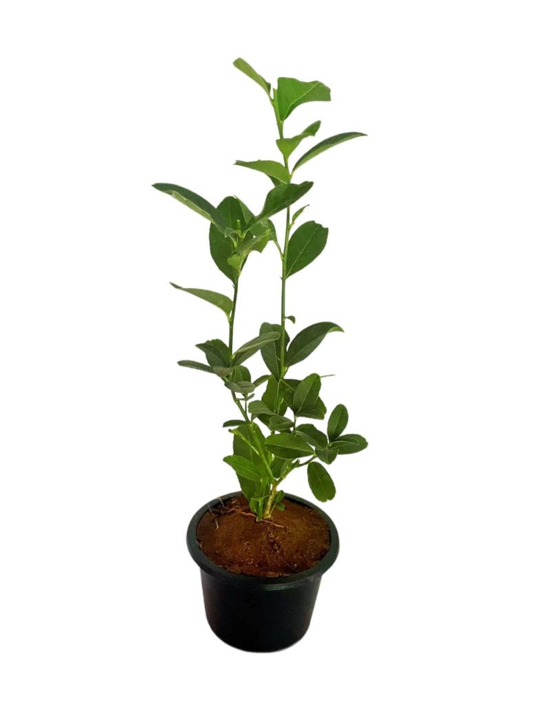 Lemon Starter Plant Live Citrus Fruit Tree Young Lemon Sapling in ...
