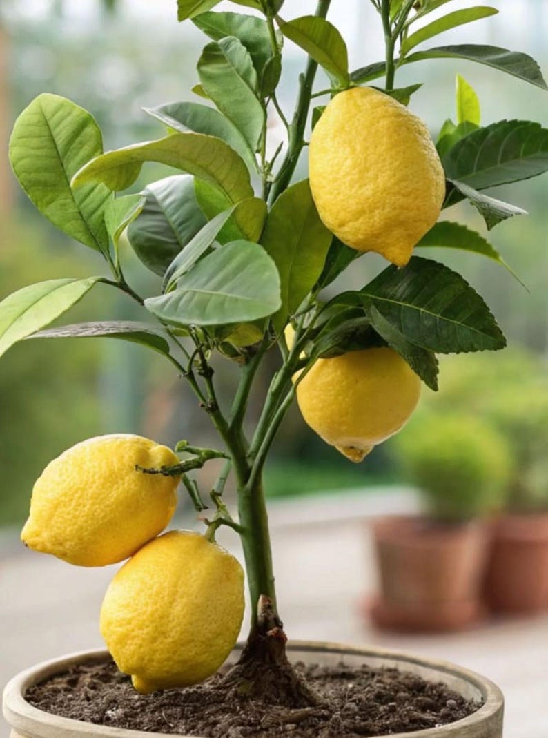 Lemon Starter Plant Live Citrus Fruit Tree Young Lemon Sapling in ...