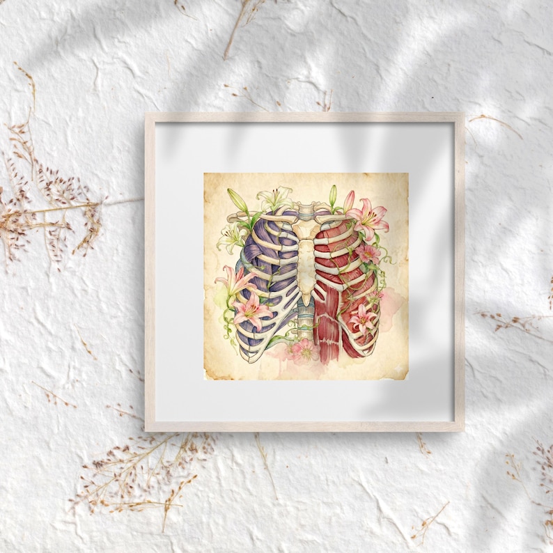 Respiratory Anatomy Art: Muscles of Inspiration, Expiration (digital ...