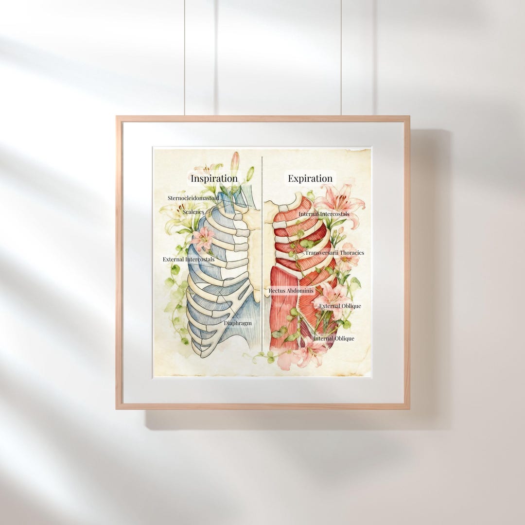 Respiratory Anatomy Art: Muscles of Inspiration, Expiration (digital ...