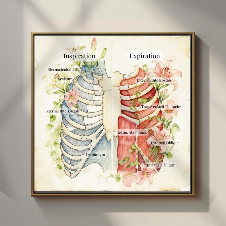Respiratory Anatomy Art: Muscles of Inspiration, Expiration (digital ...