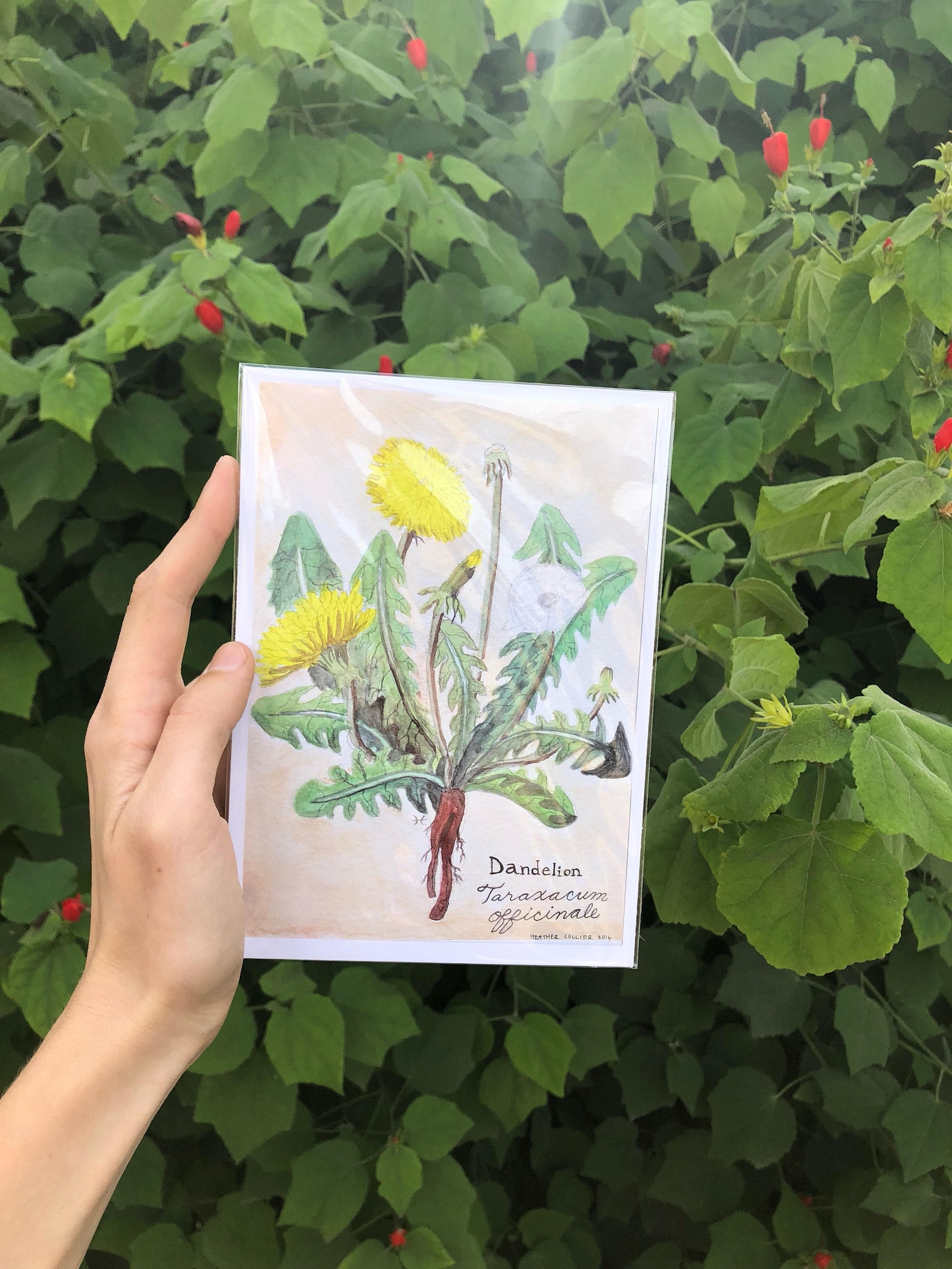 Dandelion Botanical Illustration Floral Art Print Watercolor - Etsy