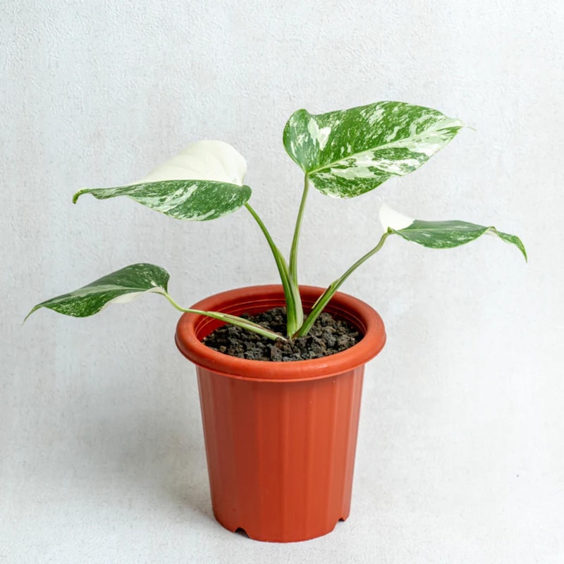 Plant Tissue Cultures Rare - Etsy UK