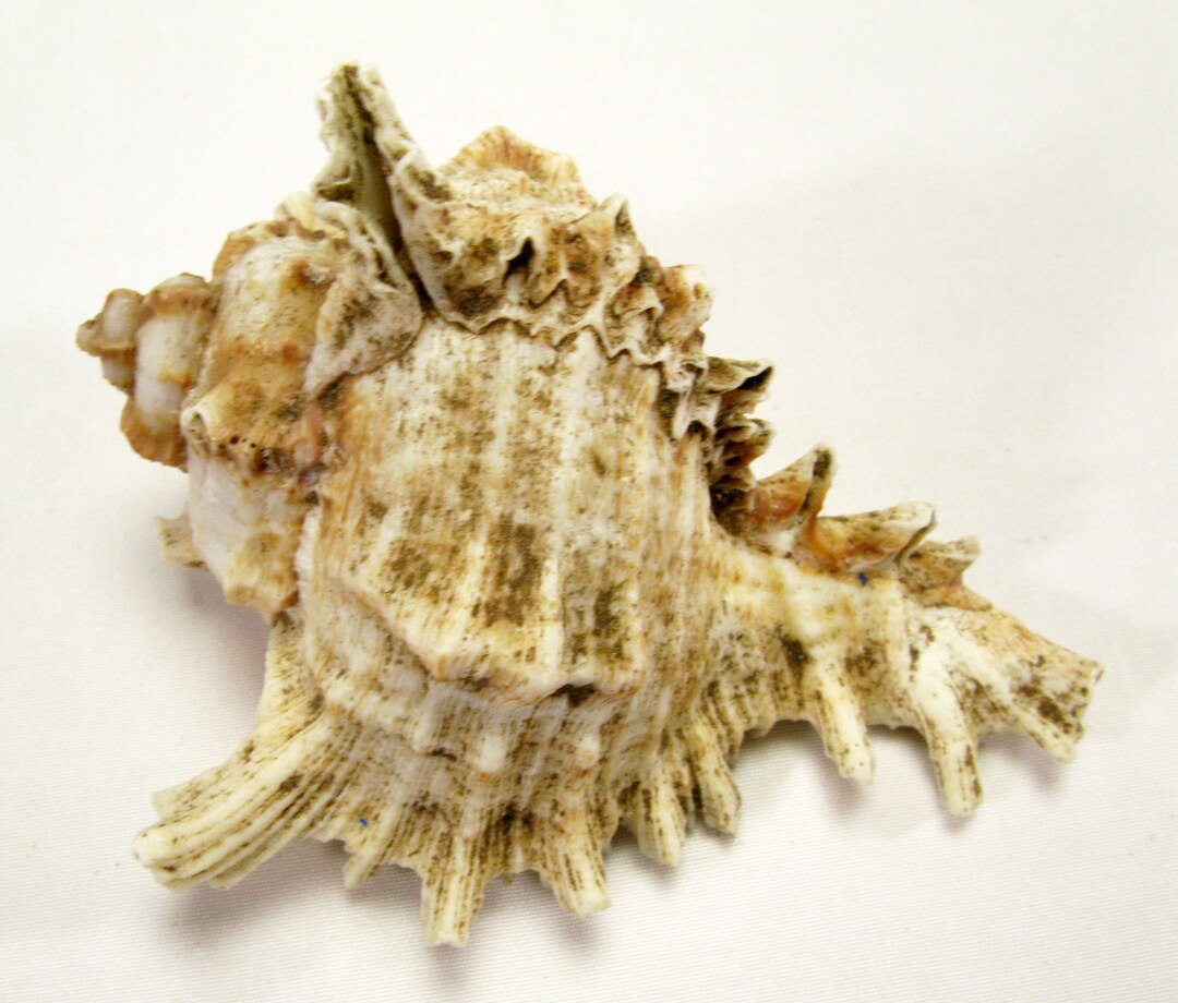 Set of 4 Sea Shells, Conch Shells, Tiger Cowrie, Baby Pink Conch, Baby ...