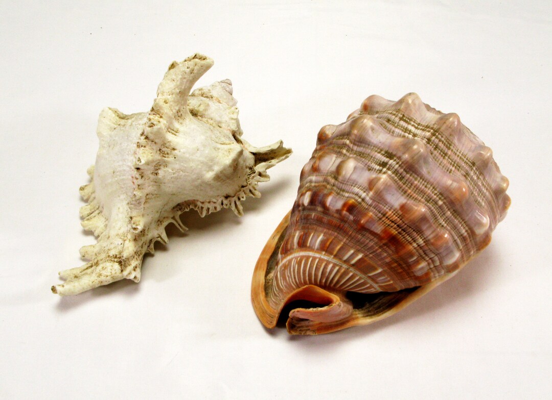 Two Large Sea Shells, Conch Shell, Ramosus Conch Spiky Shell ...