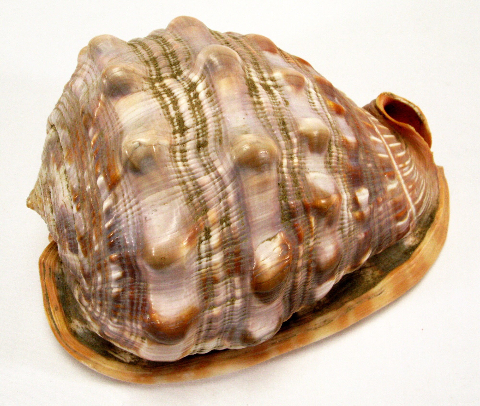 Two Large Sea Shells Conch Shell Ramosus Conch Spiky Shell - Etsy