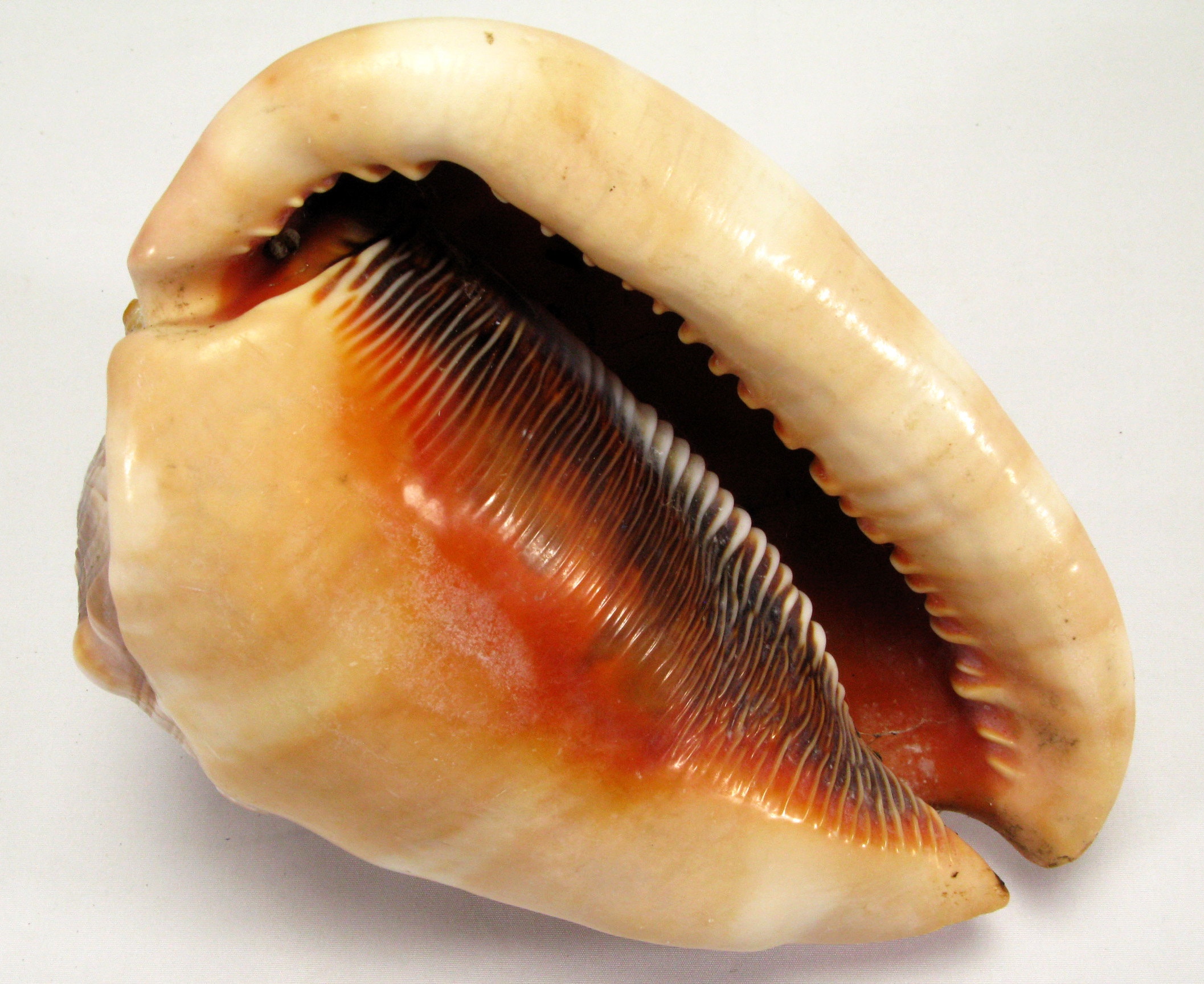 Two Large Sea Shells, Conch Shell, Ramosus Conch Spiky Shell ...