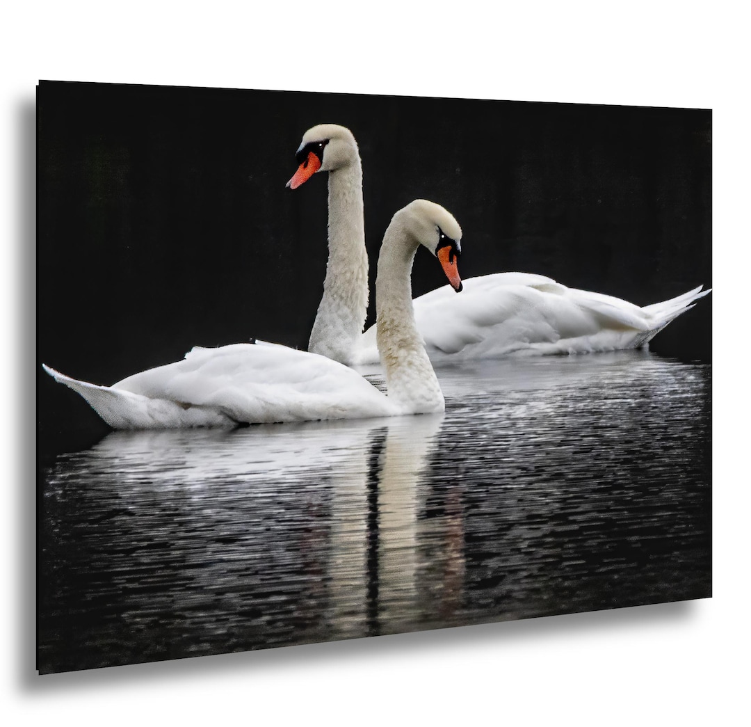 Elegant Swan Pair Photography Print: Wildlife Bird Wall Art, Nature ...