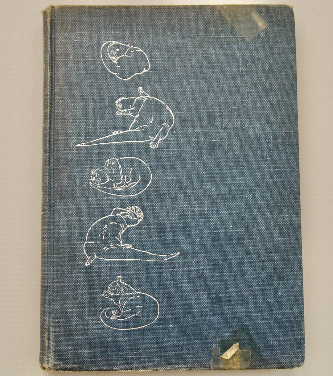 The Otter's Tale Gavin Maxwell Vintage Book 1962 Nature Writing Ring of ...