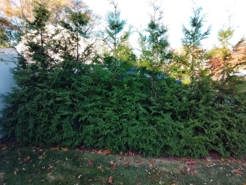Thuja Green Giant Arborvitae Rooted Liners/cuttings 5 - 6 Packs(30) - Etsy