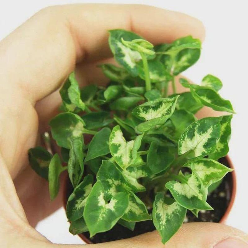 Mini Pixie Plants - Etsy