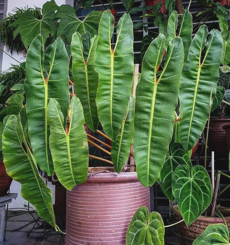 Philodendron Billietiae Starter Plant * *(ALL Plants Require You to ...