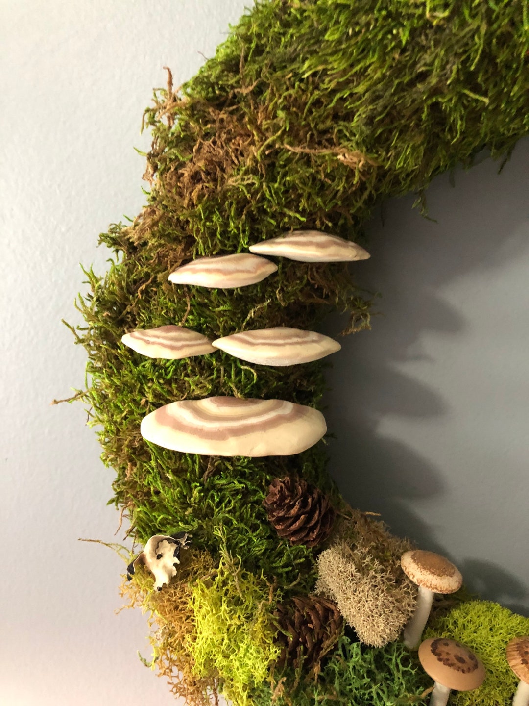 Set of 5 Shelf Mushrooms Bracket Fungi Tree Fungi Moss - Etsy